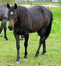 Fisher Quarter Horse, Winlock, WA Our breeding operation produces ...