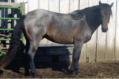 Fisher Quarter Horse, Winlock, WA Our breeding operation produces ...